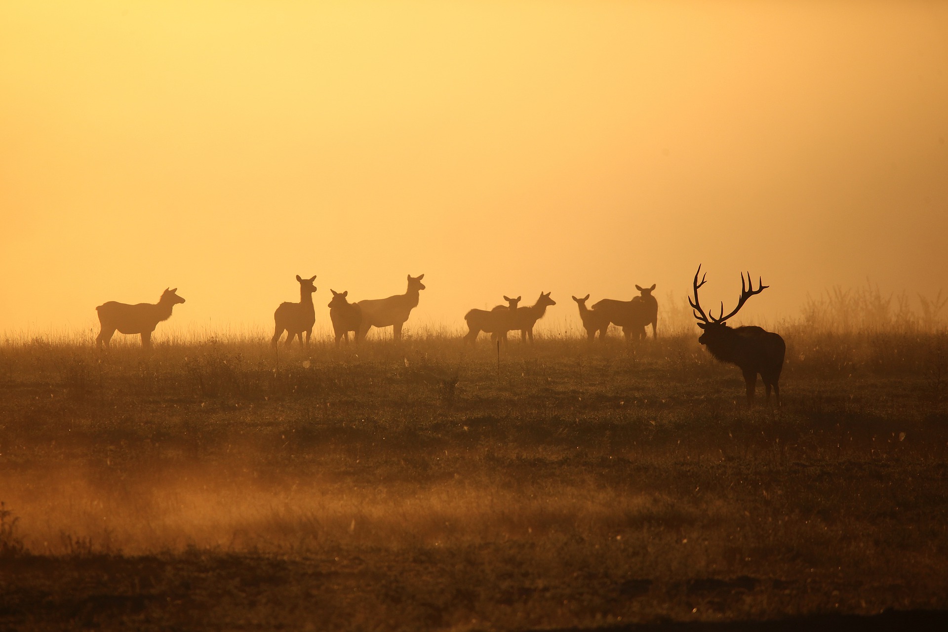 Benezette Township – Elk Capital of Pennsylvania